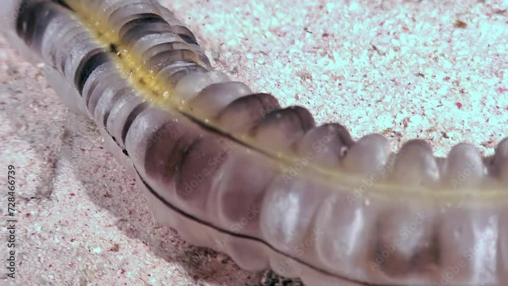 On seabed, sea worm Apodida showcases its unique features. Underwater ...