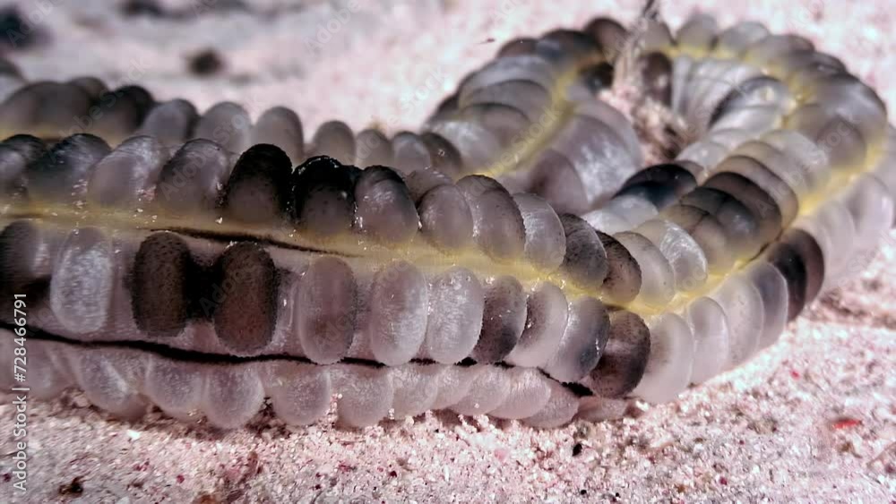 Sea worm Apodida on seabed provides captivating underwater view ...
