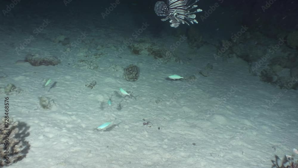 Underwater world unveils its secrets with striped lionfish in Red Sea ...