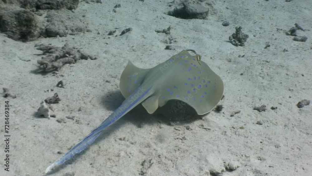 Underwater world of unique spotted ray shows off its elegance and grace ...
