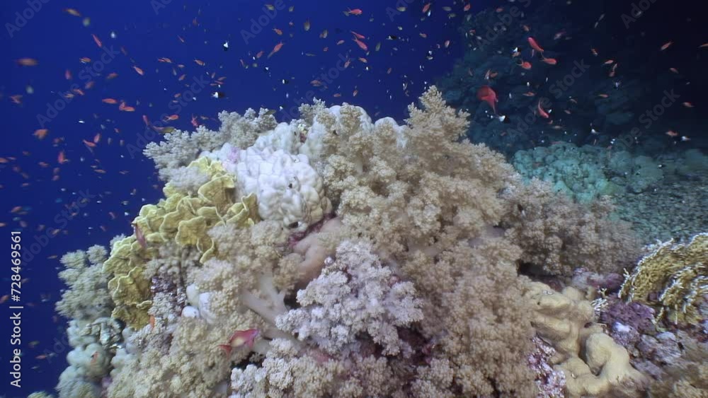 Vidéo Stock School of fish over white soft corals on clear blue water ...