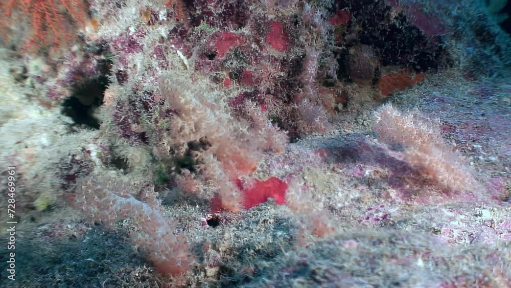 Calm atmosphere of coral life on coral reef conveys essence of marine ...