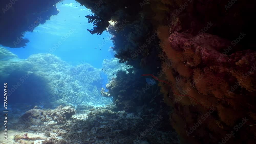 Marine life of coral reef in underwater world of Red Sea. Admire ...