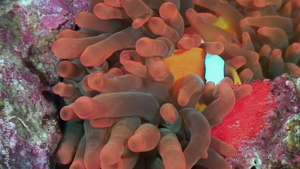 Unique connection between clown fish and sea anemones. Close-up of ...