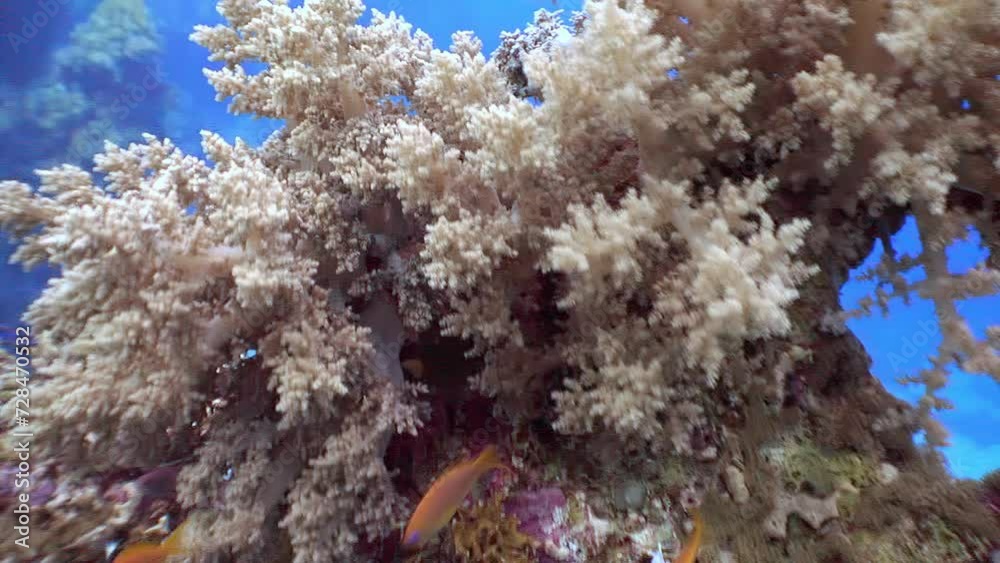 Underwater landscape with corals and fish in Red Sea. Visuals of this ...
