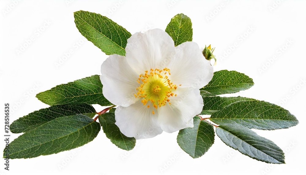 labdanum or gum rockrose flower isolated transparent png cistus ...