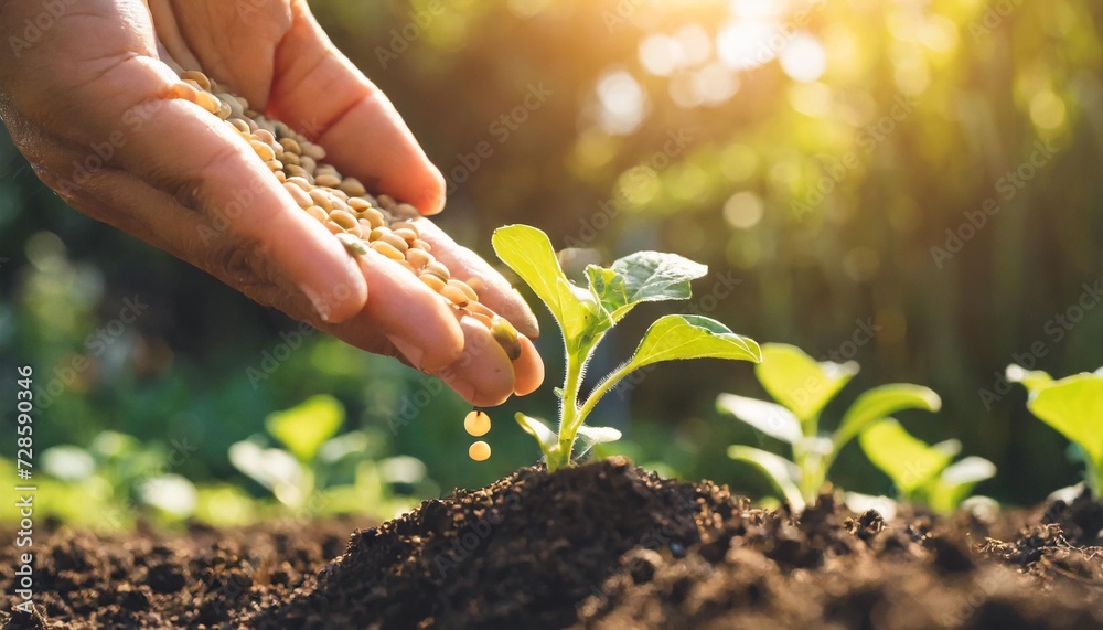 hand growing seeds of vegetable on sowing soil at garden metaphor ...