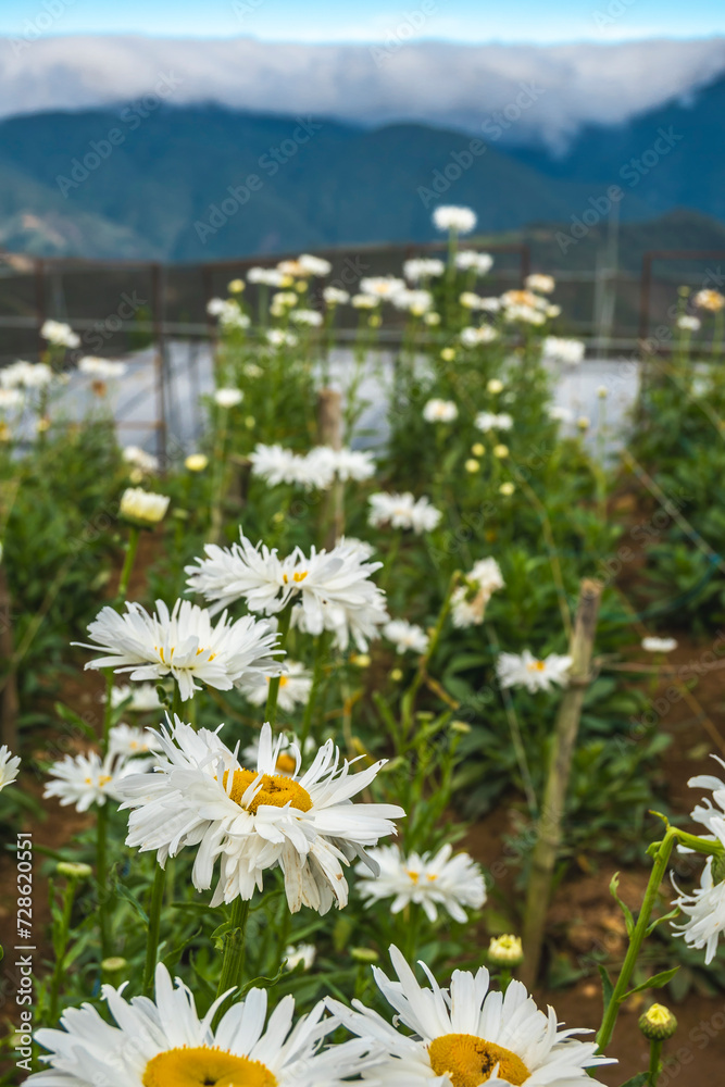 Vibrant white daisies flourishing in a garden against blurred mountain ...