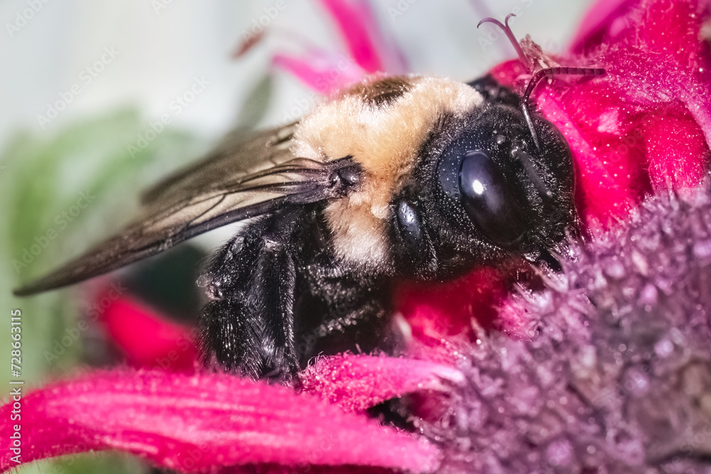 Side view of a female Eastern Carpenter Bee (Xylocopa virginica ...