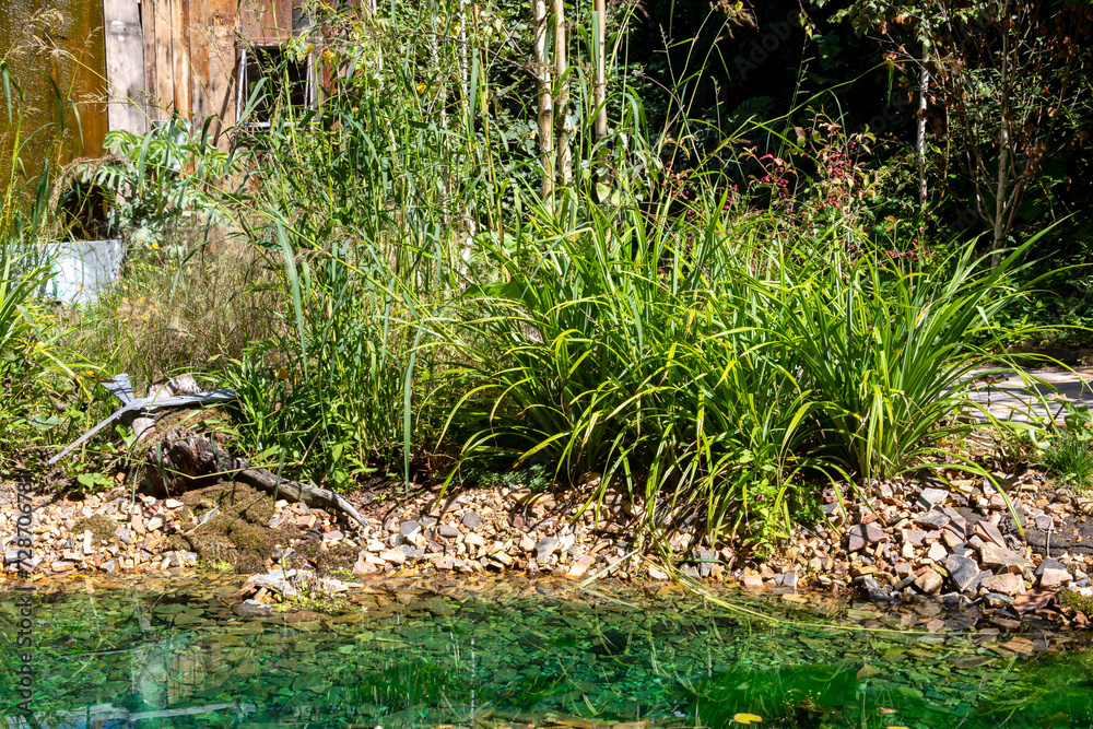 Ecosystème et zone humide - création d'une mare entourée de plantes ...