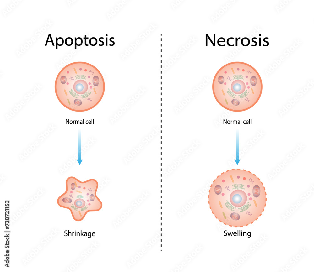 Vetor de Necrosis and apoptosis of normal cell. cell death labeled ...