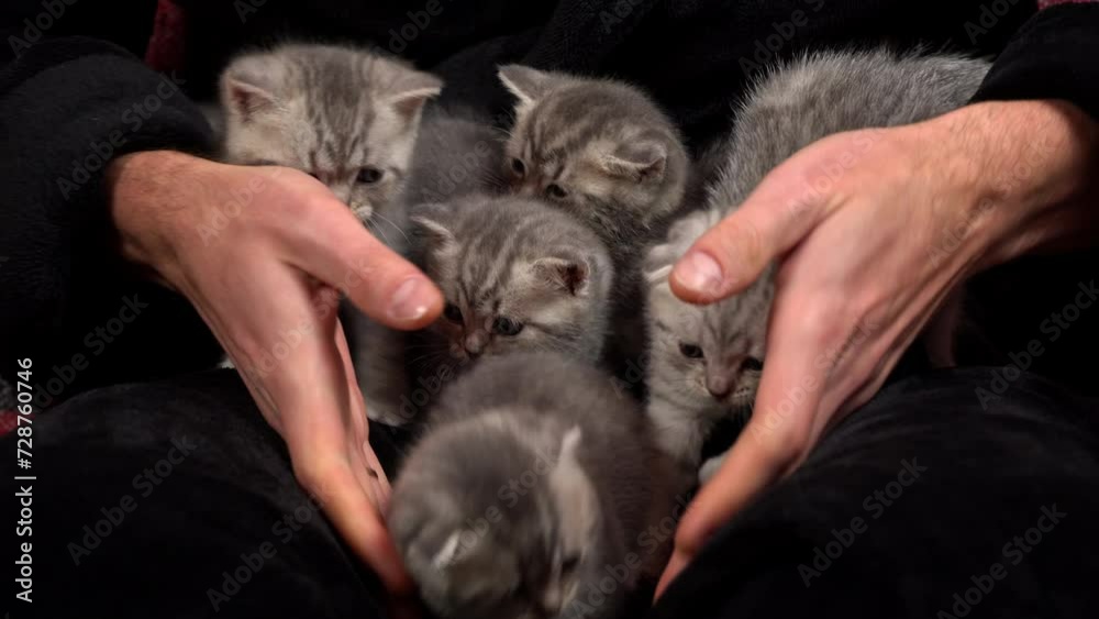 Gray tabby cute kittens are having fun in arms of their owner. Little ...