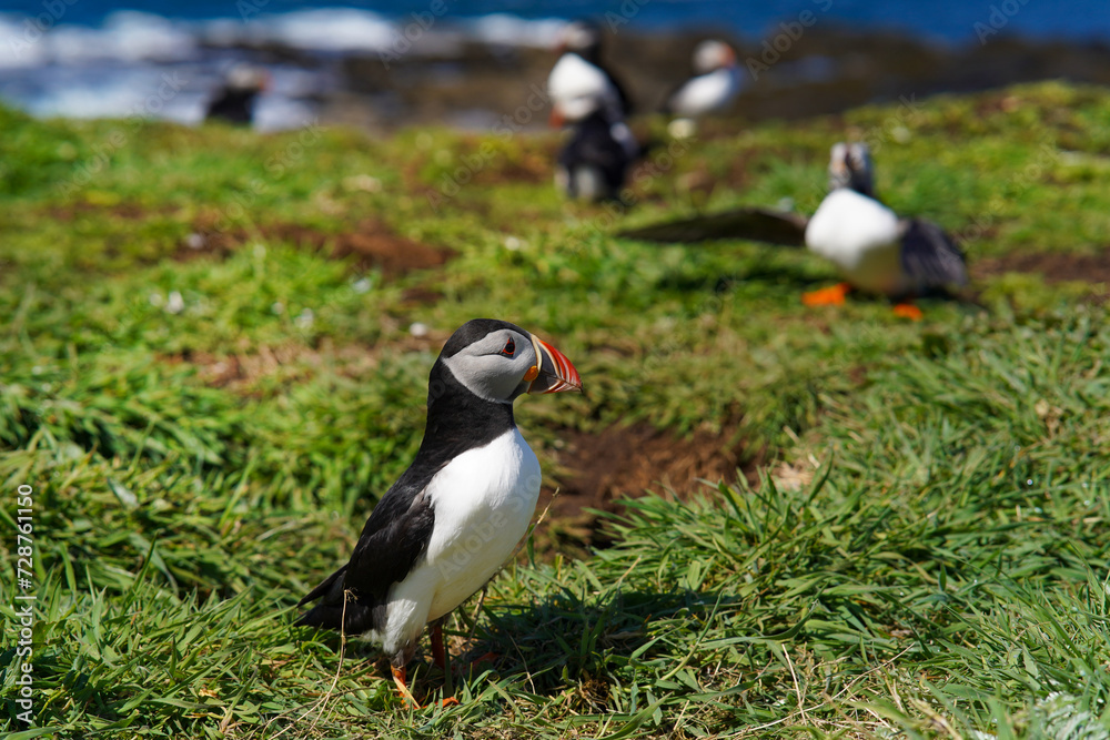 Atlantic puffins on the isle of Lunga in Scotland. The puffins breed on ...