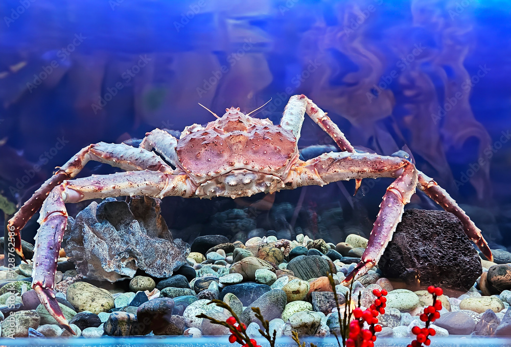 Huge live Kamchatka crab in the aquarium of the My Fish restaurant in ...