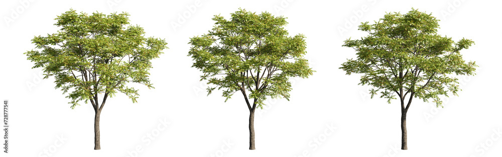Set of deciduous trees on a transparent background, big tree with green ...