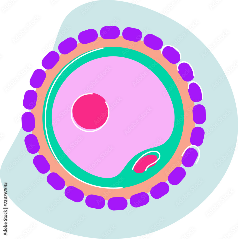 The egg cell, or ovum, is a female reproductive cell involved in ...