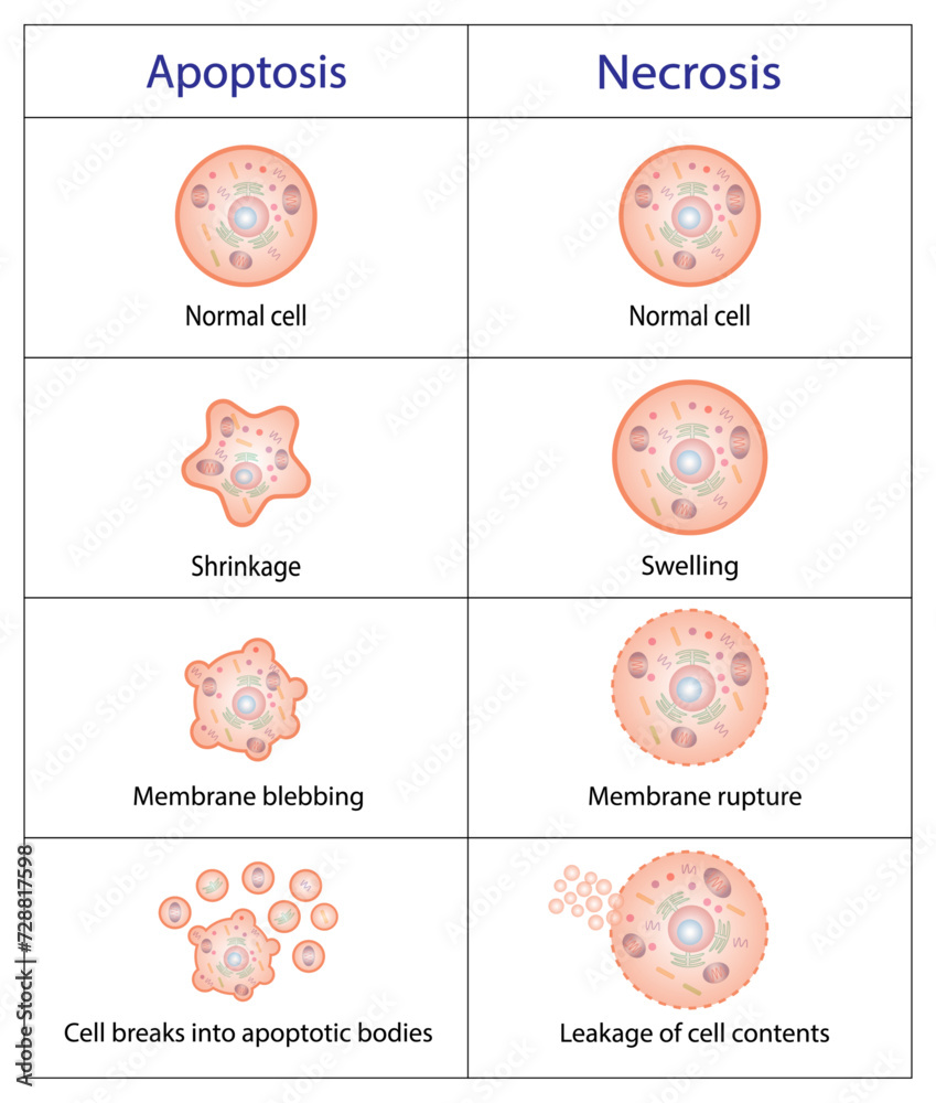 Vecteur Stock Necrosis and apoptosis of normal cell. Cell death types ...