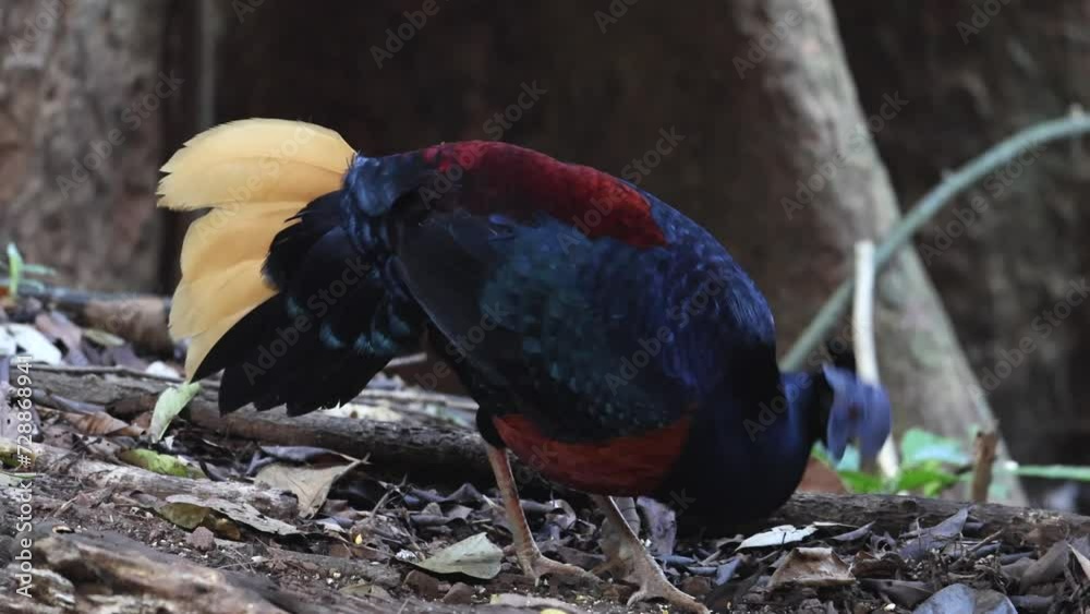 Vidéo Stock A magnificent Bornean Crested Fireback, scientifically ...