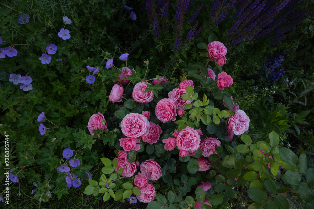Beautiful pink floribunda roses Leonardo Da Vinci by Meilland in the ...