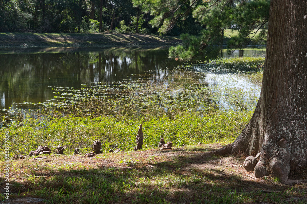 Bald Cypress tree and knee structures protruding from the edge of a ...