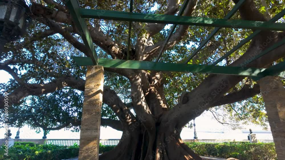 An upwards view of a robust tree trunk supported by a metal brace ...