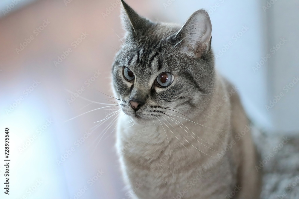 A close to a Siamese cat Colorpoint Shorthair, cross between a Siamese ...