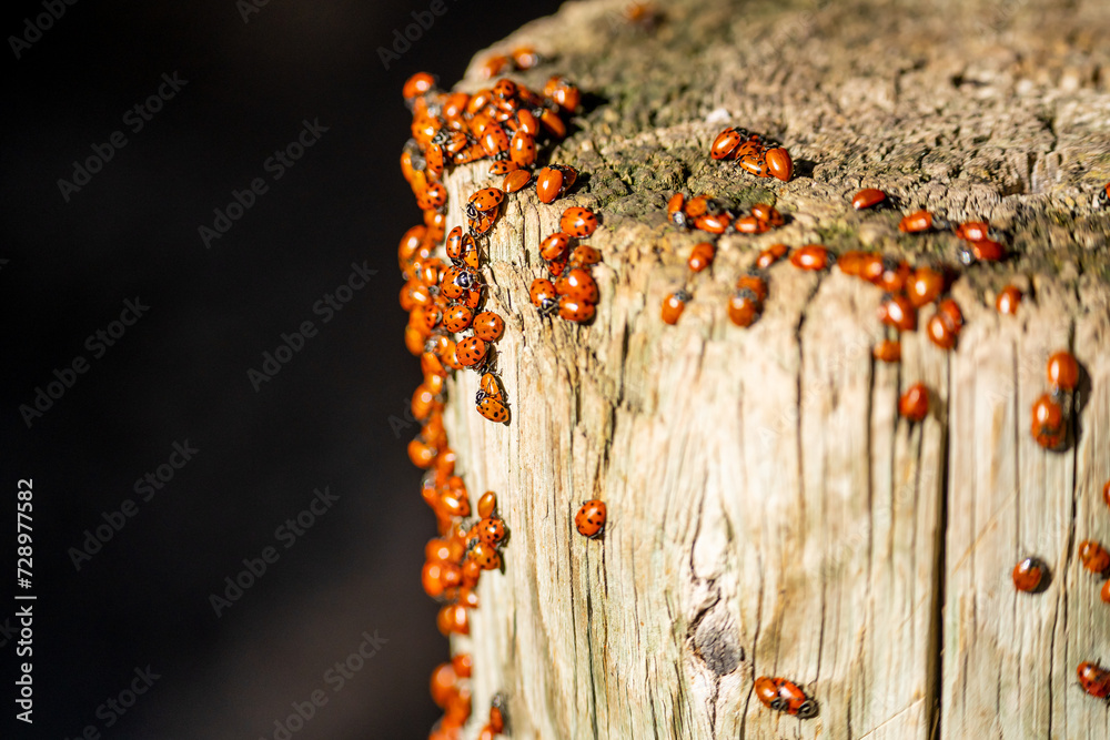 Mass of Convergent Ladybugs (Hippodamia convergens)on the stump at ...