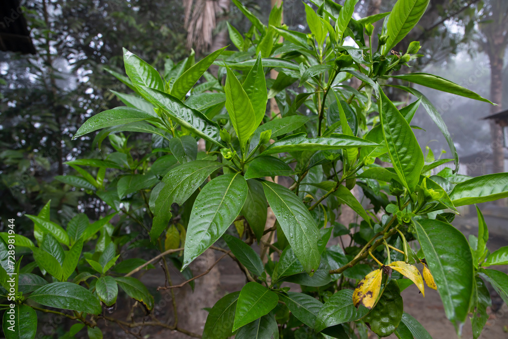 Close-up view of herbal leaves Justicia adhatoda, commonly known in ...