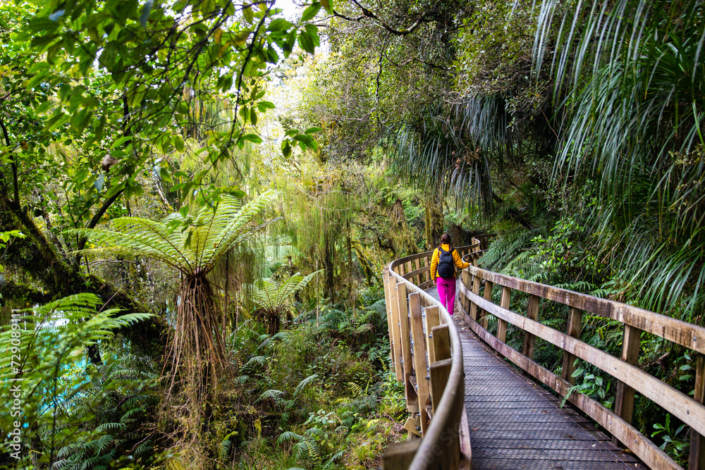 hiker girl walking through unique temperate rainforest on the way to ...