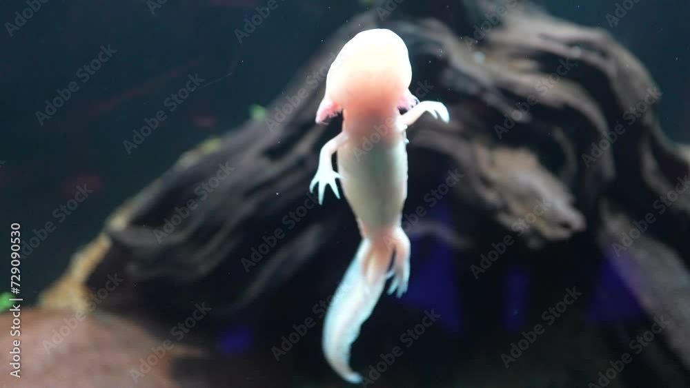 Axolotl, a mexican salamander that lives in several lakes in Mexico ...