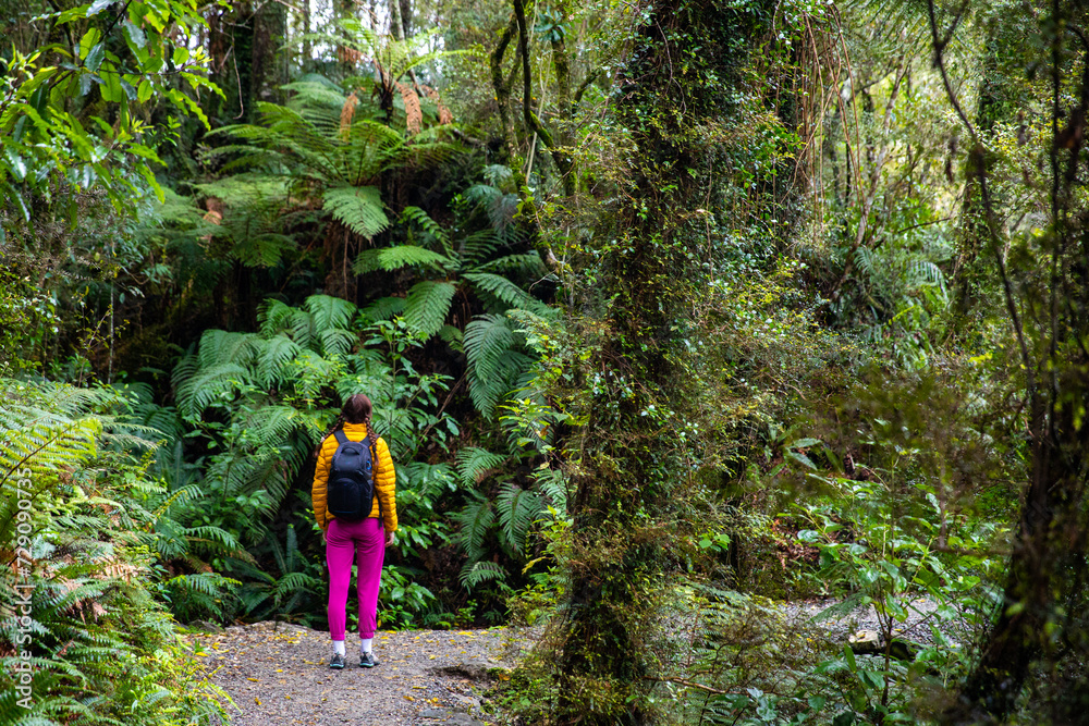 hiker girl walking through unique temperate rainforest on the way to ...
