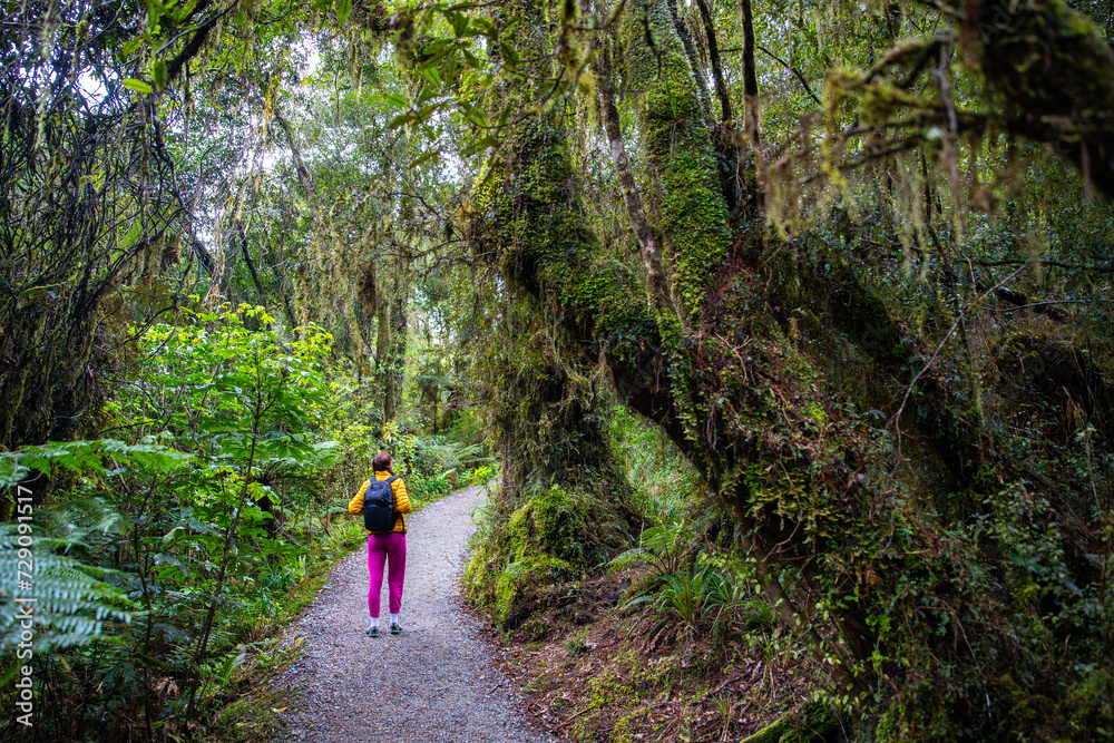 hiker girl walking through unique temperate rainforest on the way to ...