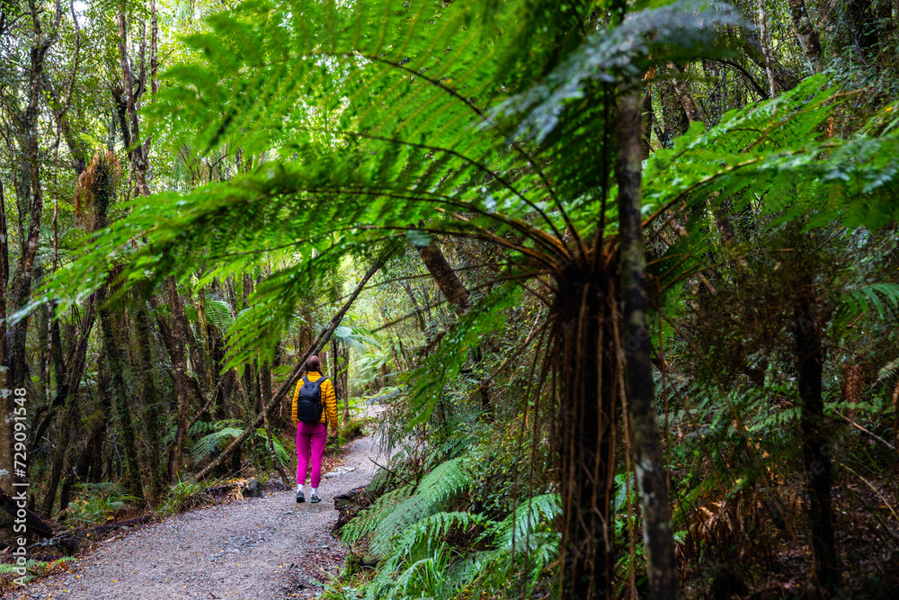 hiker girl walking through unique temperate rainforest on the way to ...