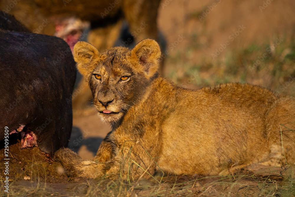 Young lion at lion kill at the Kruger National Park in South Africa ...