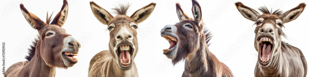 Funny donkey animals banner panorama long - Collection of standing ...