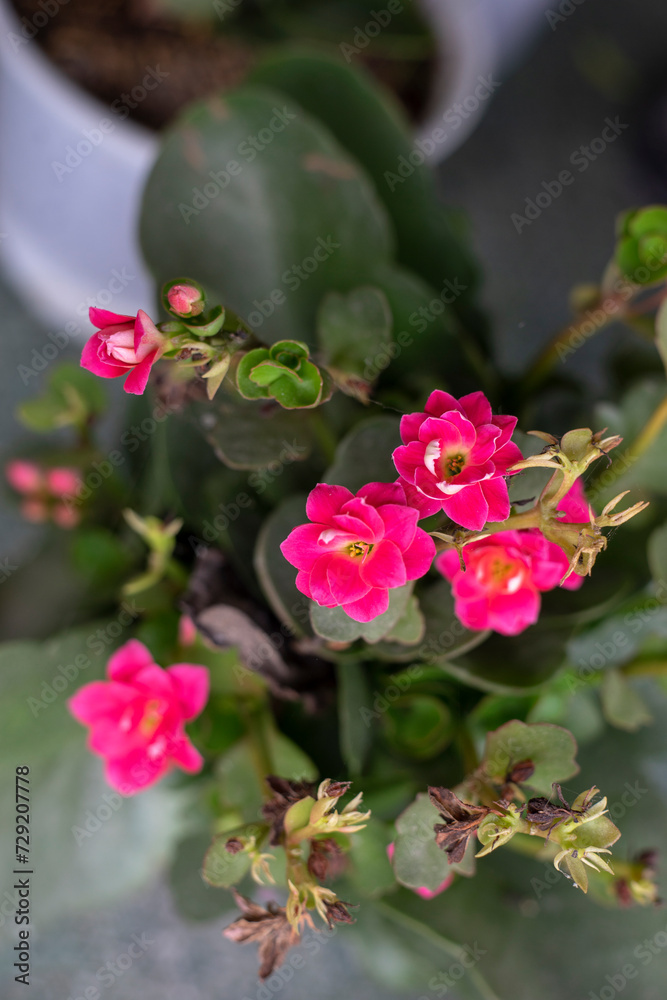 The mature Kalanchoe pinnata can be up to 1 meter tall. Kalanchoe ...