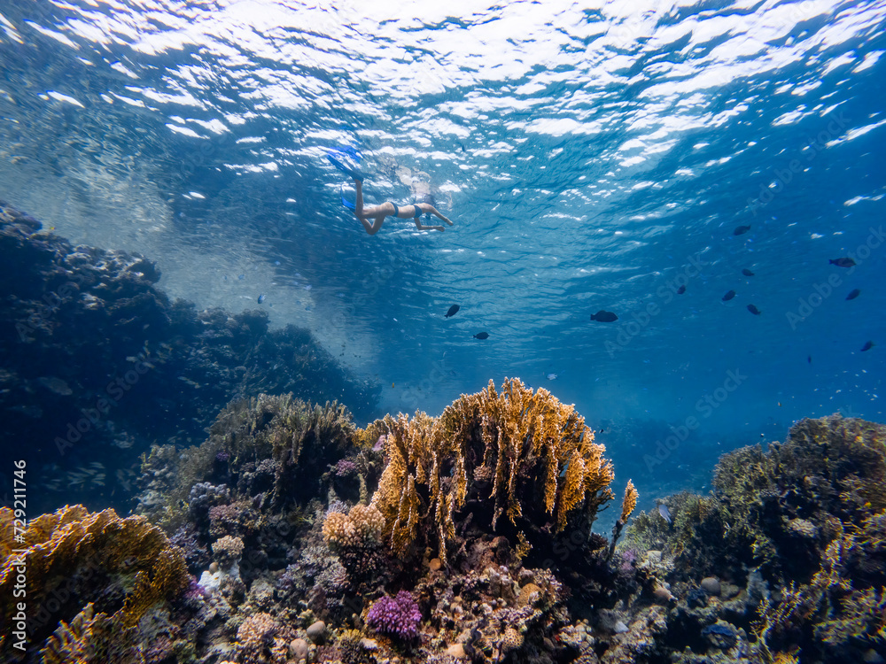 Female Snorkeler, Underwater scene with exotic fishes and coral reef of ...