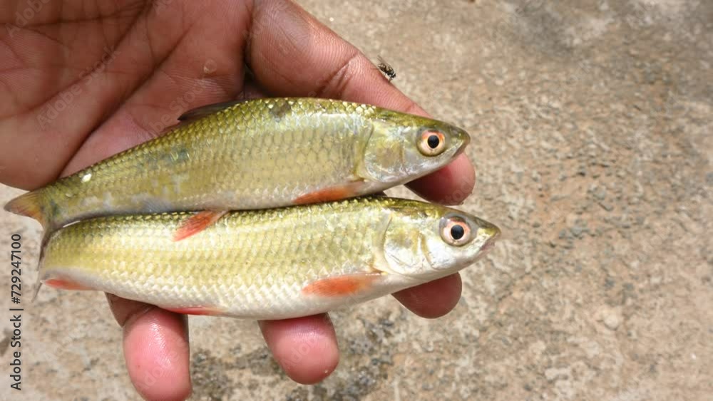 Vidéo Stock Rohu fish. It is a species of fish of the carp family. its ...