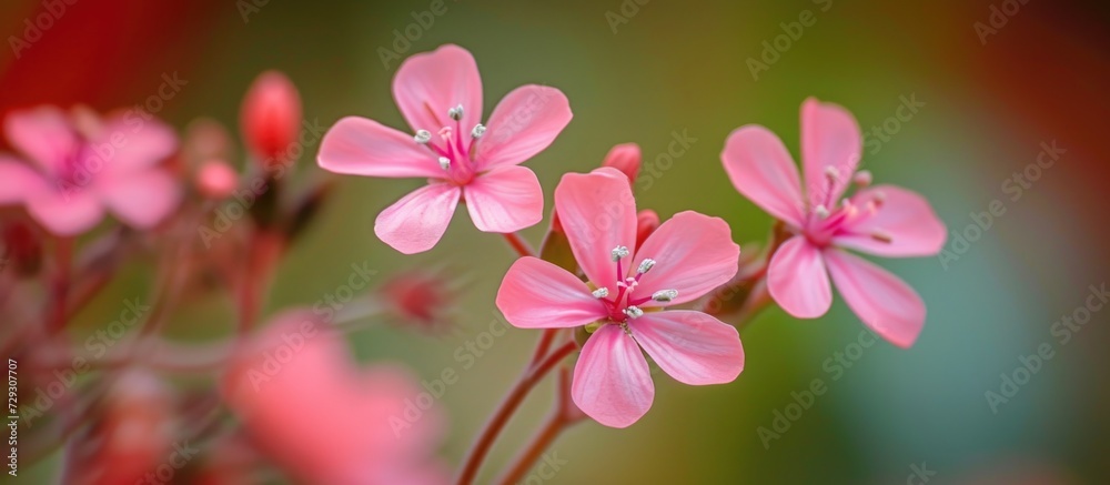 Tiny pink flowers in a Goan beach resort, used as natural decor, shown ...