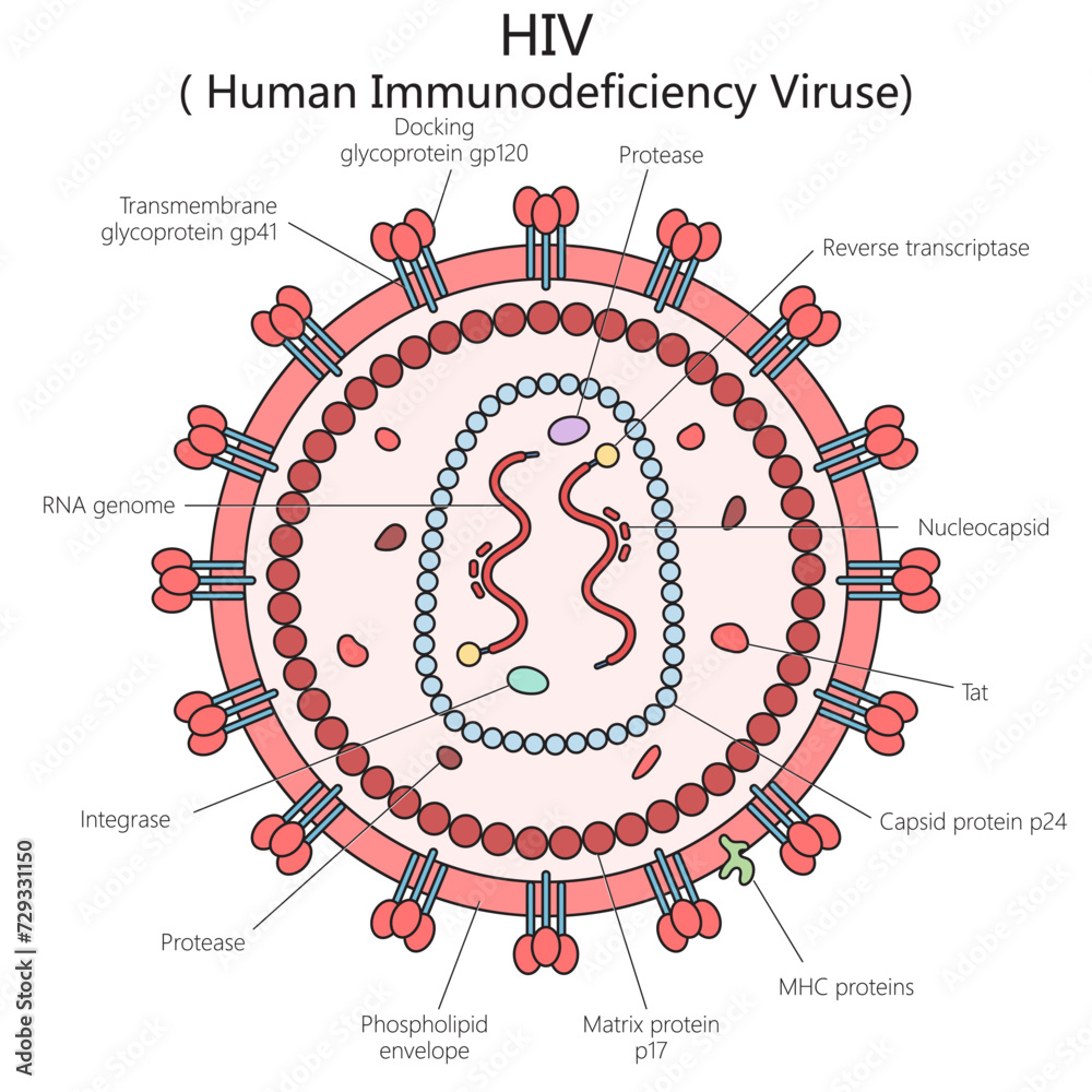 Human HIV virus structure vertebral column diagram hand drawn schematic ...