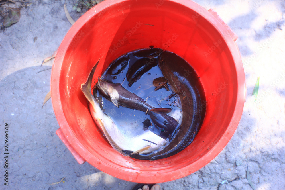 Heap of fish in water feeding with hunger,Close-up of fish in water,Red ...