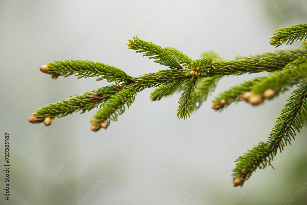 branch of a pine Stock Photo | Adobe Stock