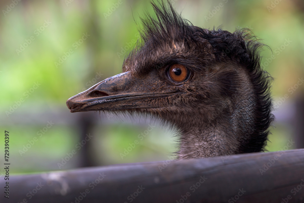 Close-up portrait of a majestic emu, a large flightless bird, captured ...