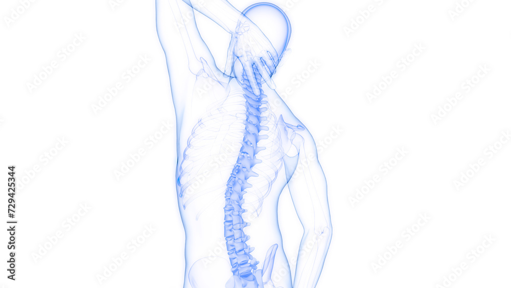 Spinal Cord Vertebral Column of Human Skeleton System Anatomy Stock ...