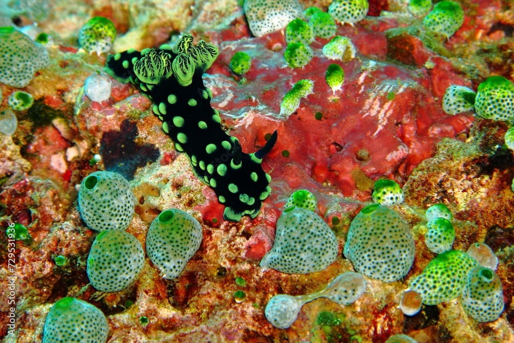 Green black nudibranch (Nembrotha cristata) - strange sea slug ...