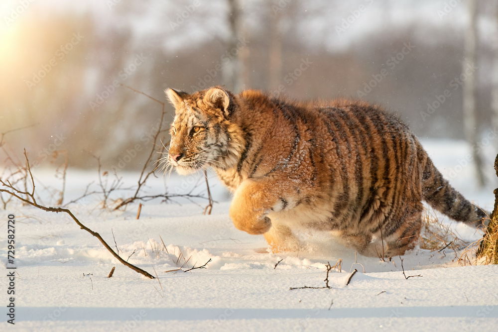 Siberian tiger, Panthera tigris altaica, young male running in deep snow illuminated by the ...