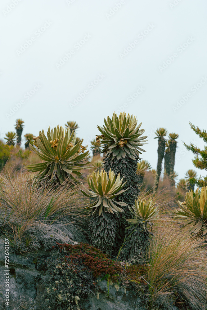 Fotografías de paisaje visto por la vía al parque nacional natural de ...