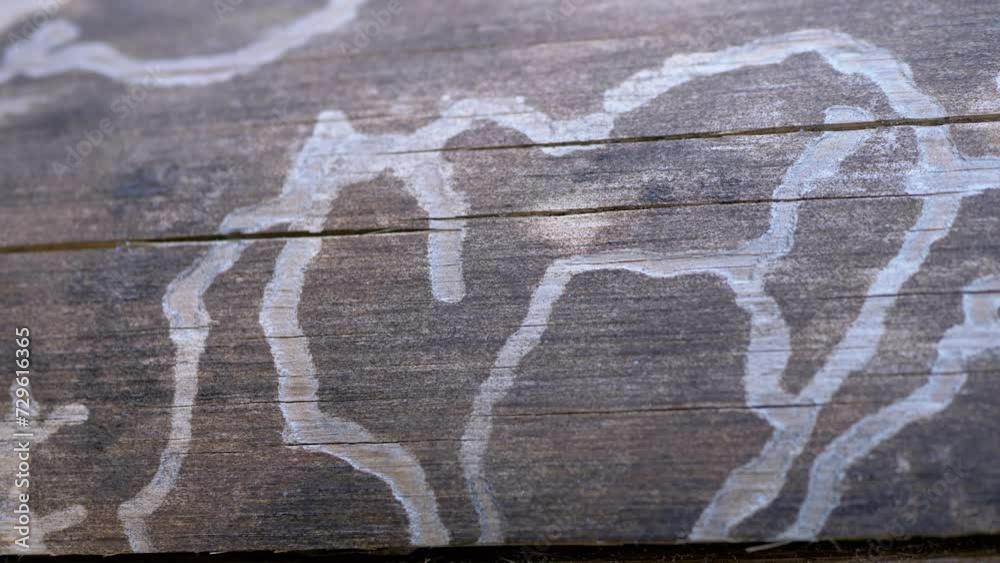 Pattern, Traces of Damage to the Bark on the Smooth Surface of a Tree ...