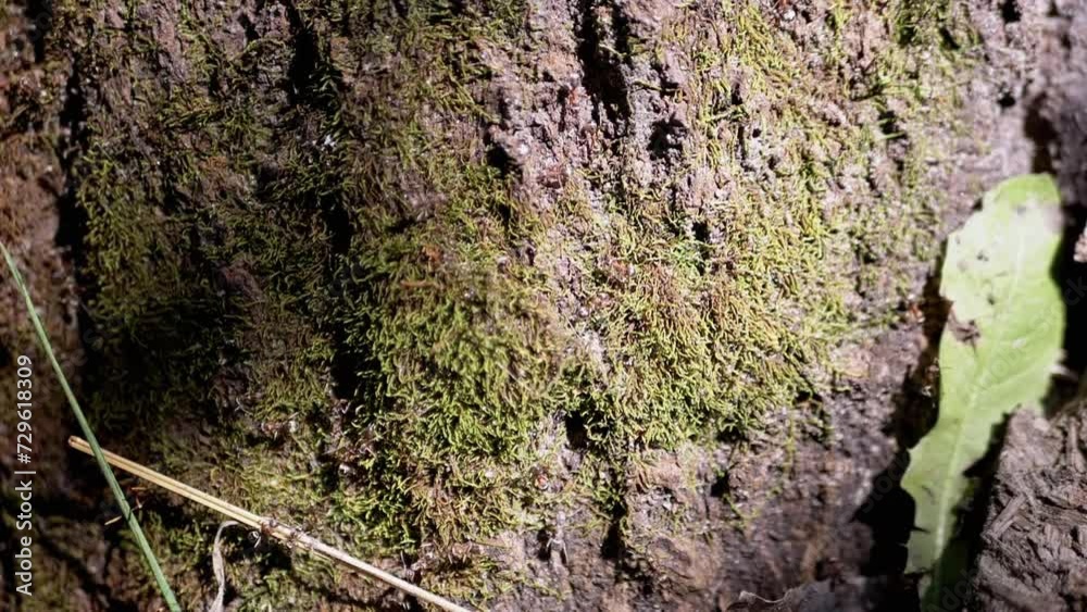 Close up, Colony of Brown Ants Crawls on Bark of a Tree Covered with ...