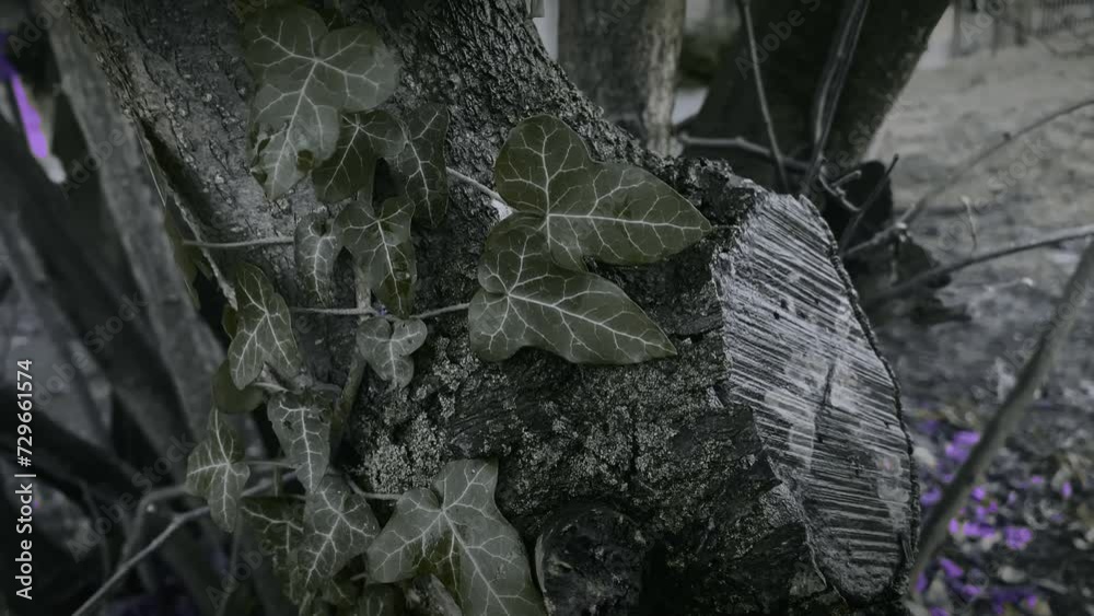 English ivy or Common ivy or Hedera helix or European ivy. Texture of a ...
